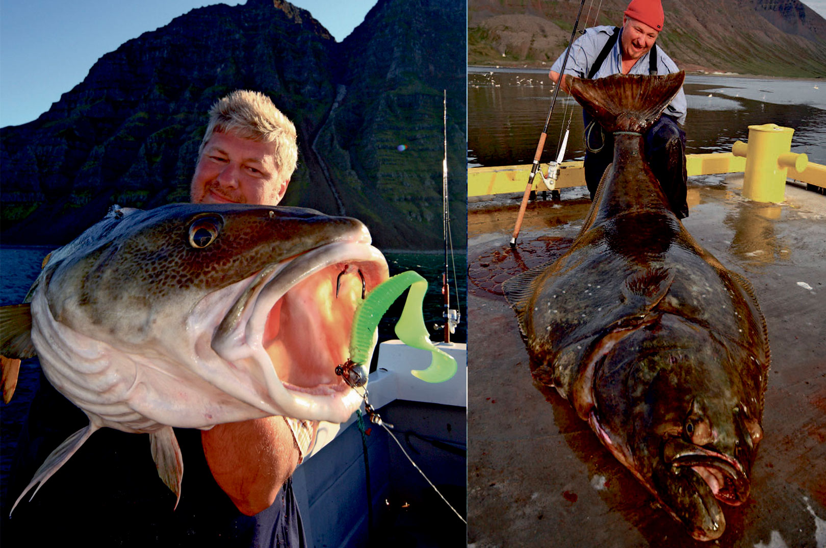 HAVFISKERI PÅ ISLAND: KÆMPETORSK OG GIGANT FLYNDERE - Fisk & Fri