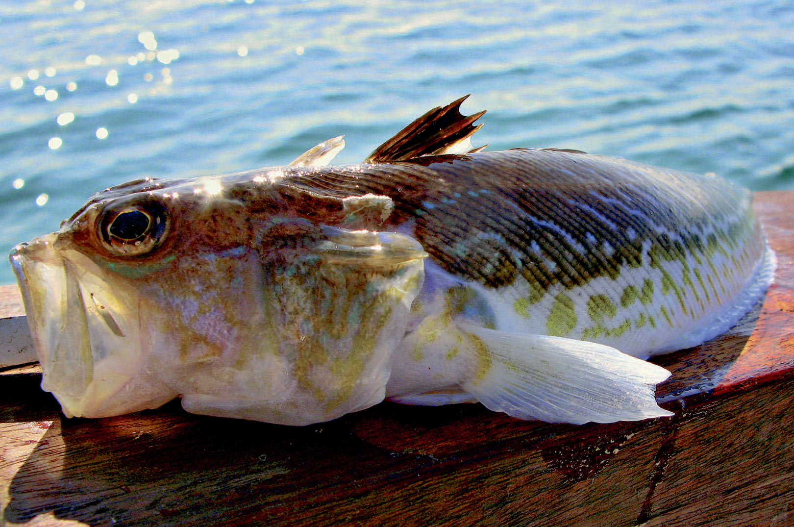 FJÆSING PÅ STANG OG TALLERKEN - Fisk & Fri