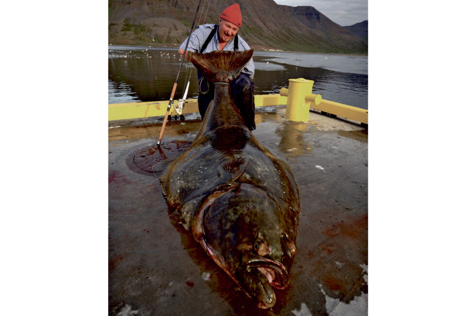 HAVFISKERI PÅ ISLAND: KÆMPETORSK OG GIGANT FLYNDERE - Fisk & Fri