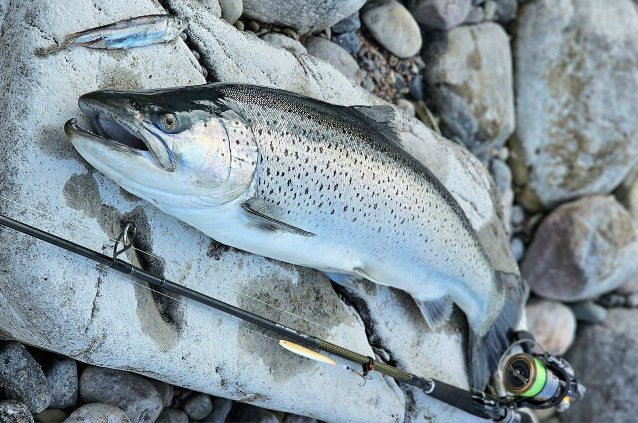 EN GUDDOMMELIGT SMUK HAVØRRED TIL JACK SCHULTZ - Fisk & Fri
