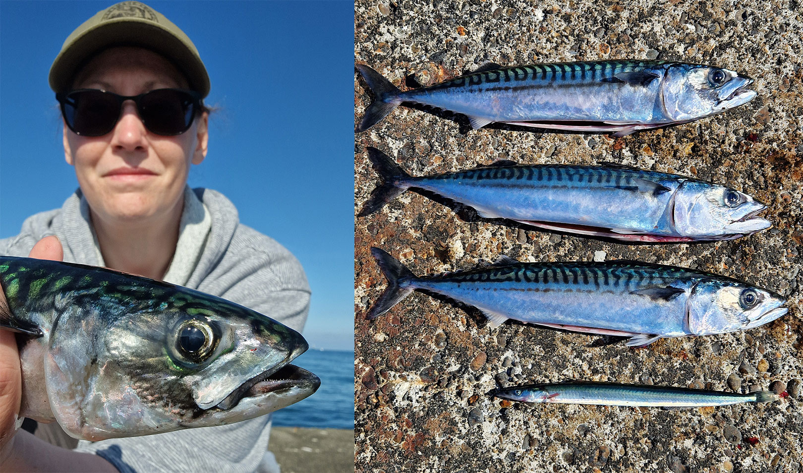 SÅ ER DER MAKREL PÅ NORDVESTKYSTEN - Fisk & Fri