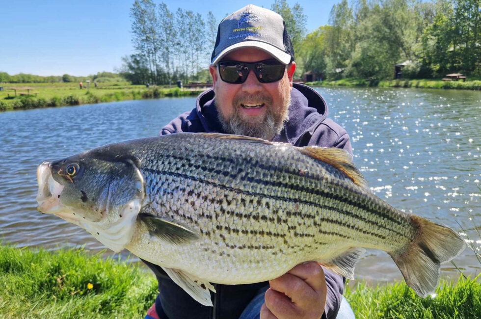 EN FLOT SUNSHINE BASS FRA STILBJERG LYSTFISKERSØ - Fisk & Fri