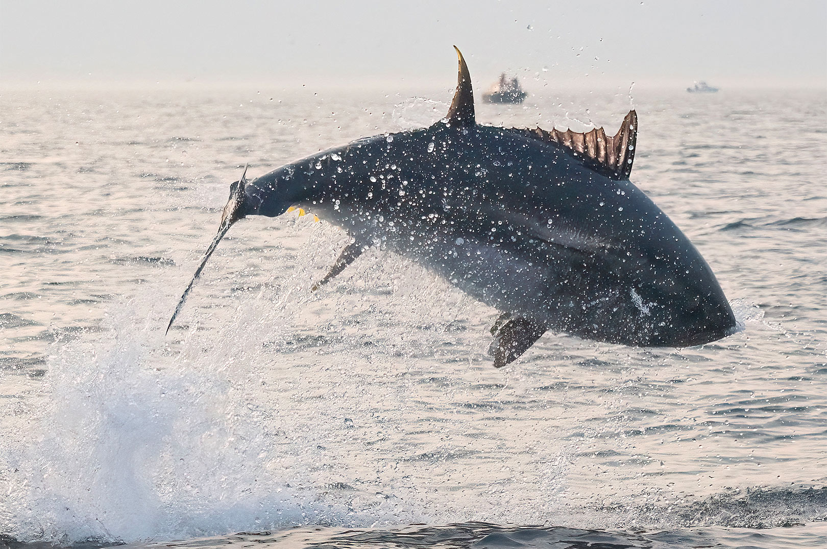 TUNSTATUS: 13 DAGE - 0 FISK LANDET PÅ NI TIMERS FISKERI - Fisk & Fri
