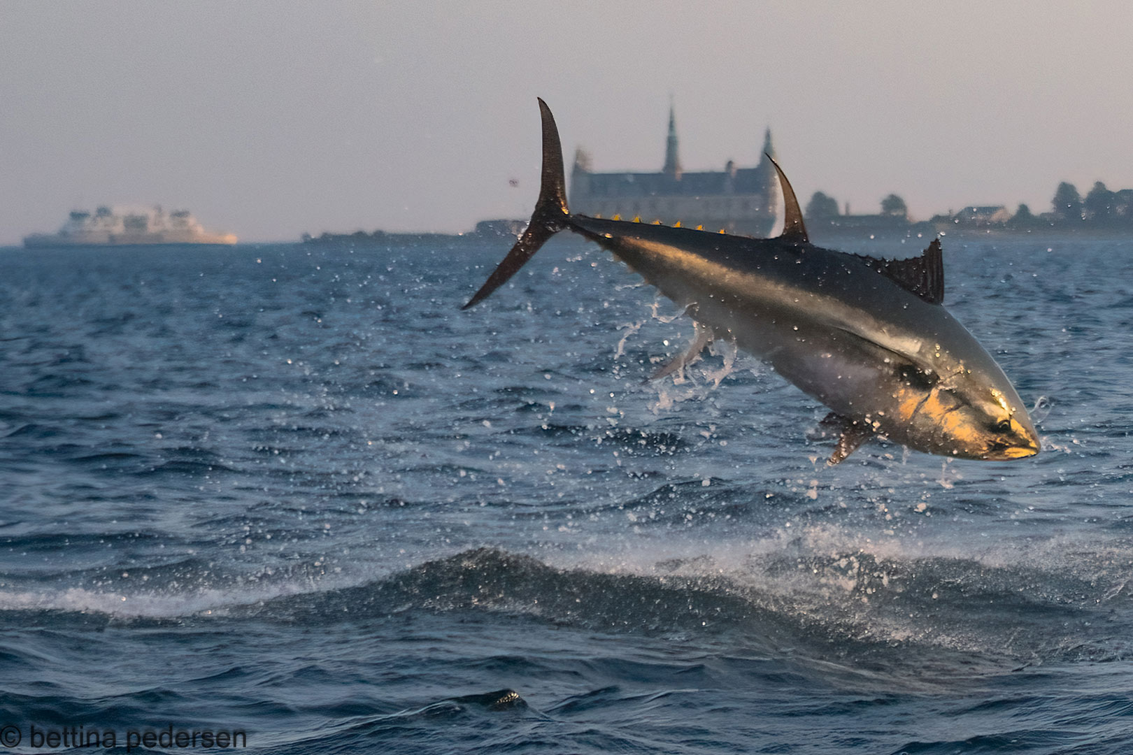SÅ ER TUNFISKERIET STARTET FRA HELSINGØR - Fisk & Fri