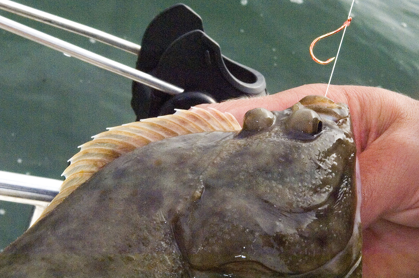 MARIN FISKEPLEJE: STORE UDSÆTNINGER AF SKRUBBER OG PIGHVAR - Fisk & Fri