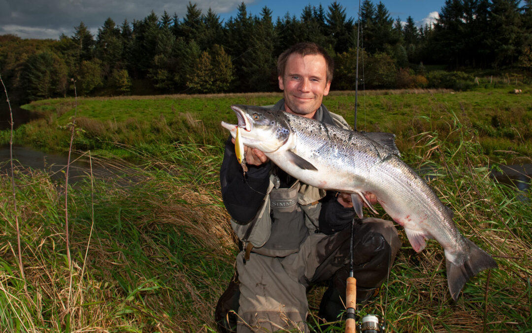 LAKSEBESTANDENE I VESTJYLLAND I ALARMERENDE FALD - Fisk & Fri