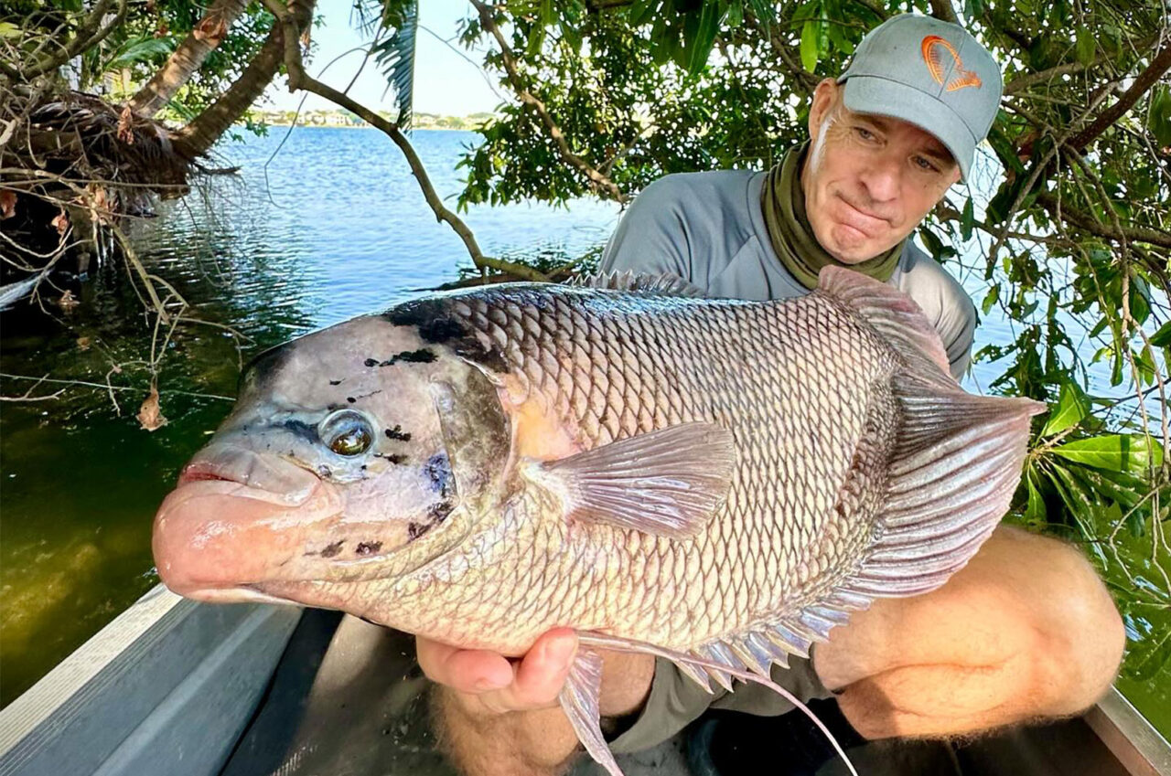THAILAND: MEGA GOURAMI OG KÆMPE SNAKEHEADS - Fisk & Fri