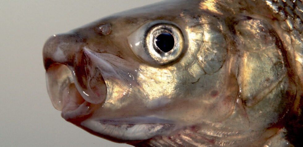 HYGGEFISKERI EFTER HELT - Fisk & Fri