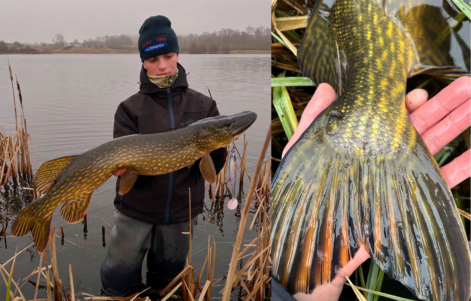 GEDDE NARRET AF GUMMISHAD - Fisk & Fri