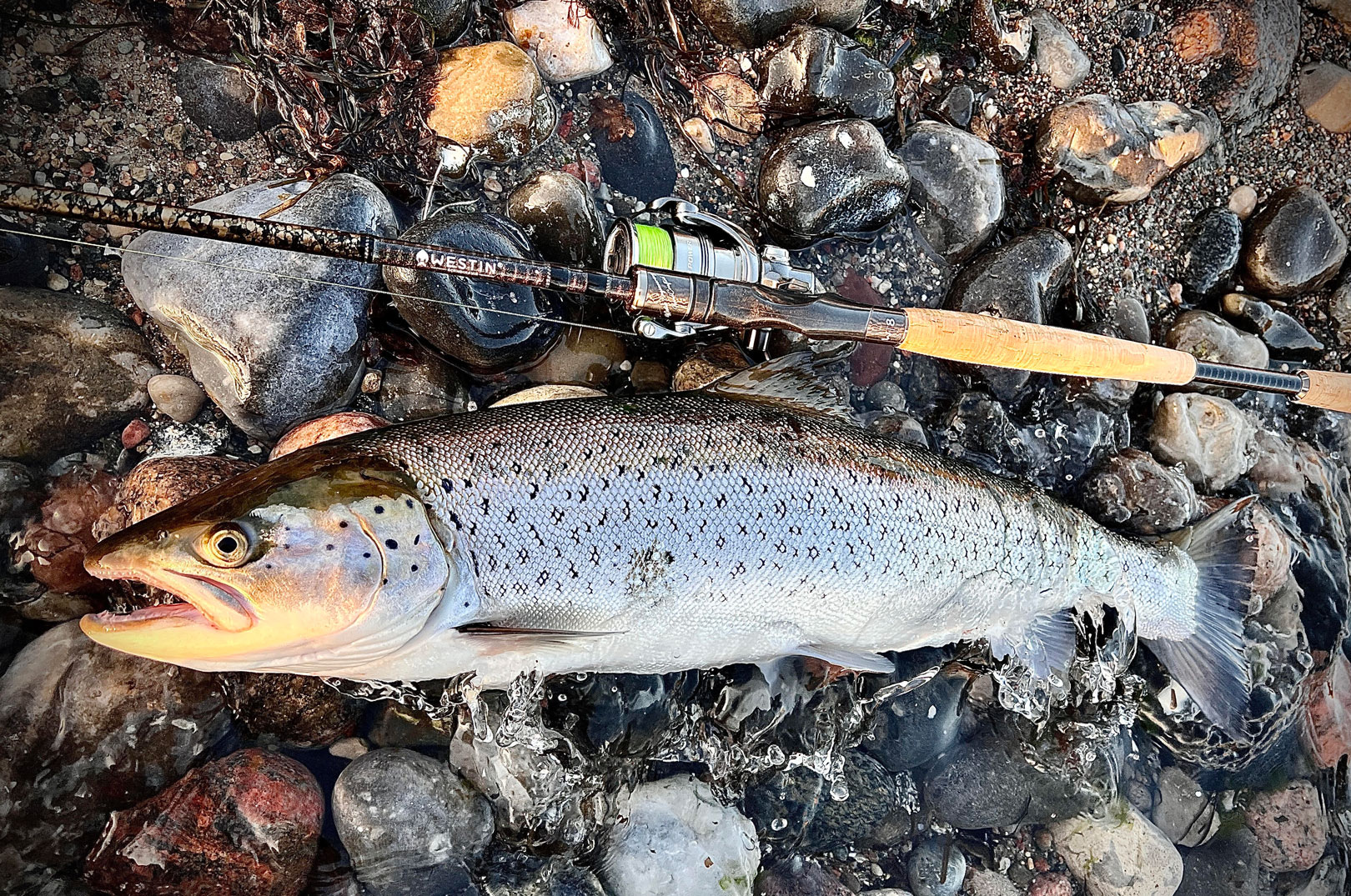 FLOT HAVØRRED PÅ TESTTUR MED NY WESTIN STANG - Fisk & Fri