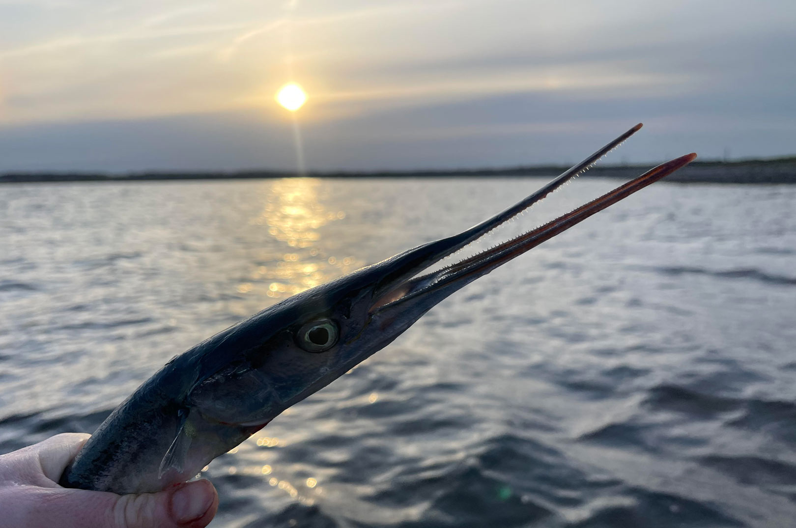 HORNFISKENE ER KOMMET – SÅ ER DET FORÅR! - Fisk & Fri