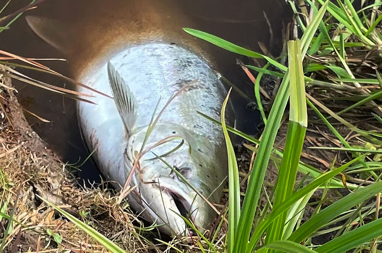 124 CM: HISTORIEN OM ÅRETS STØRSTE DANSKE ÅLAKS TAGET PÅ FLUE - Fisk & Fri