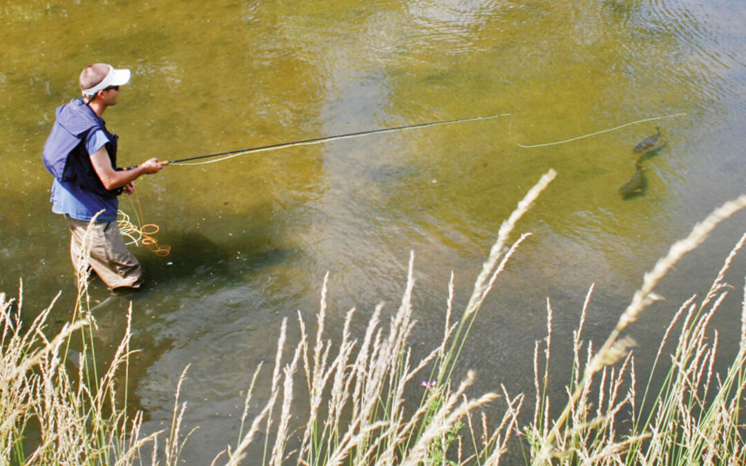 KARPER PÅ GRÆSHOPPEFLUER - Fisk & Fri