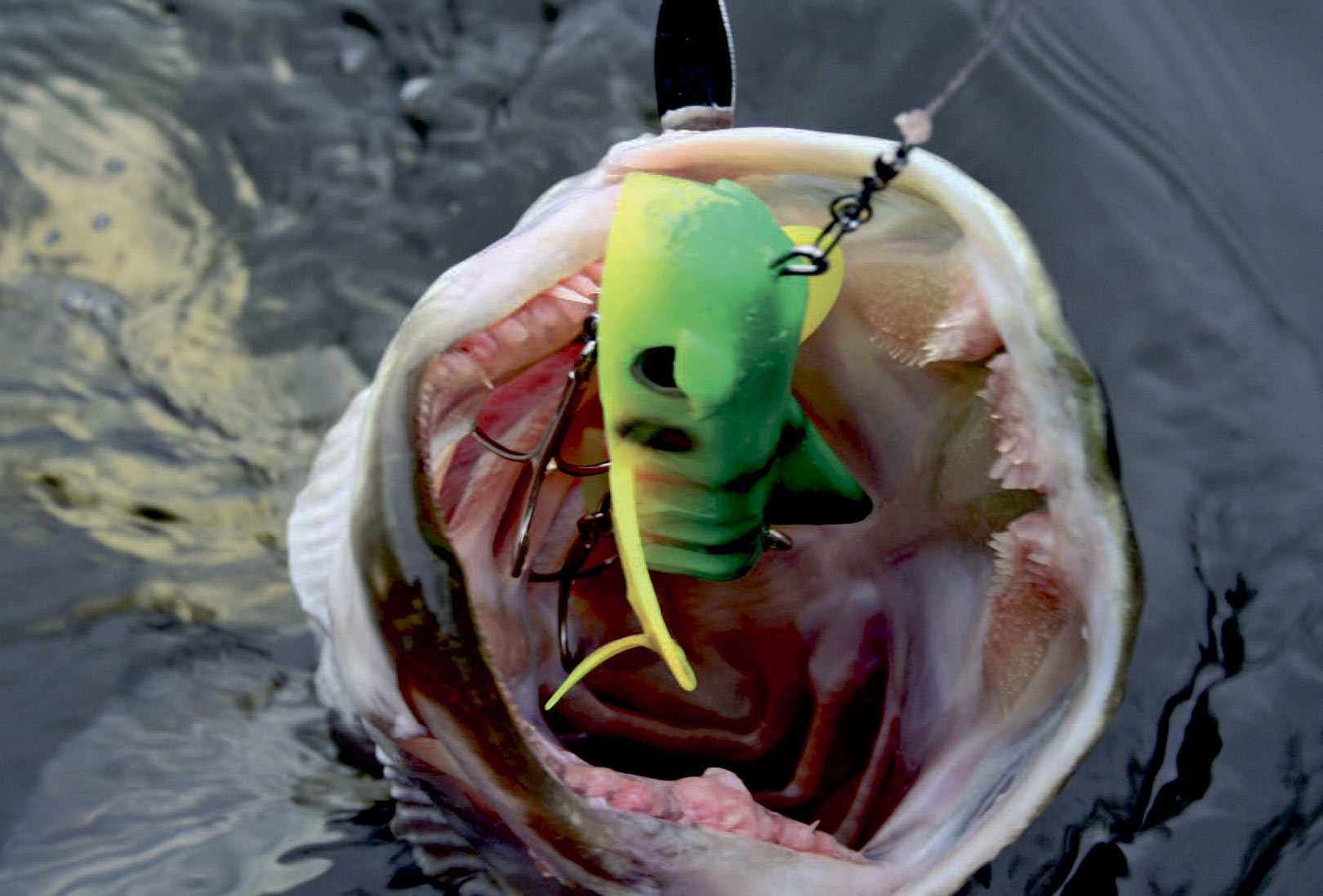 ALIEN EELS: STORGEDDER OG GUMMI FRA DET YDRE RUM - Fisk & Fri