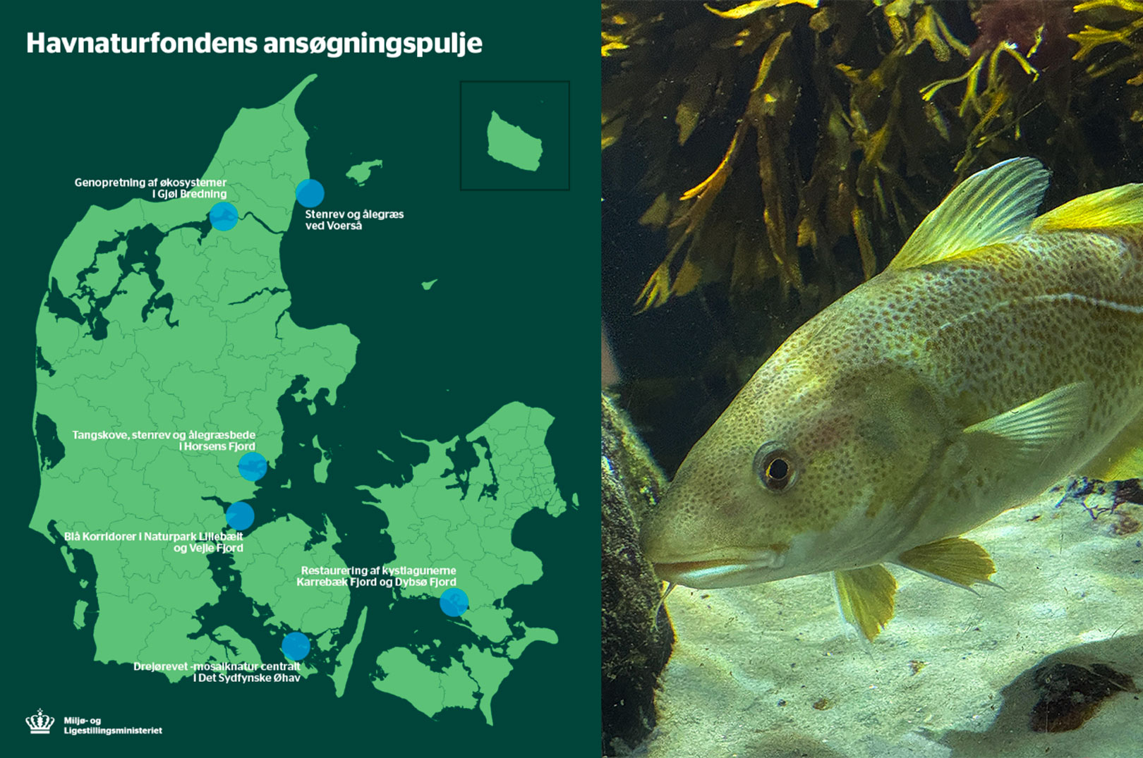 43,5 MILLIONER KR TIL SEKS PROJEKTER DER HJÆLPER NATUREN I HAVET - Fisk ...