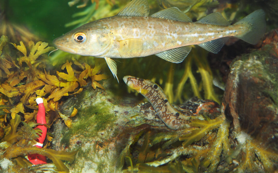 Jul på akvariet - Fisk & Fri